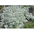 300 SILVERDUST DUSTY MILLER Cineraria maritima Flower Seeds - Walmart.com