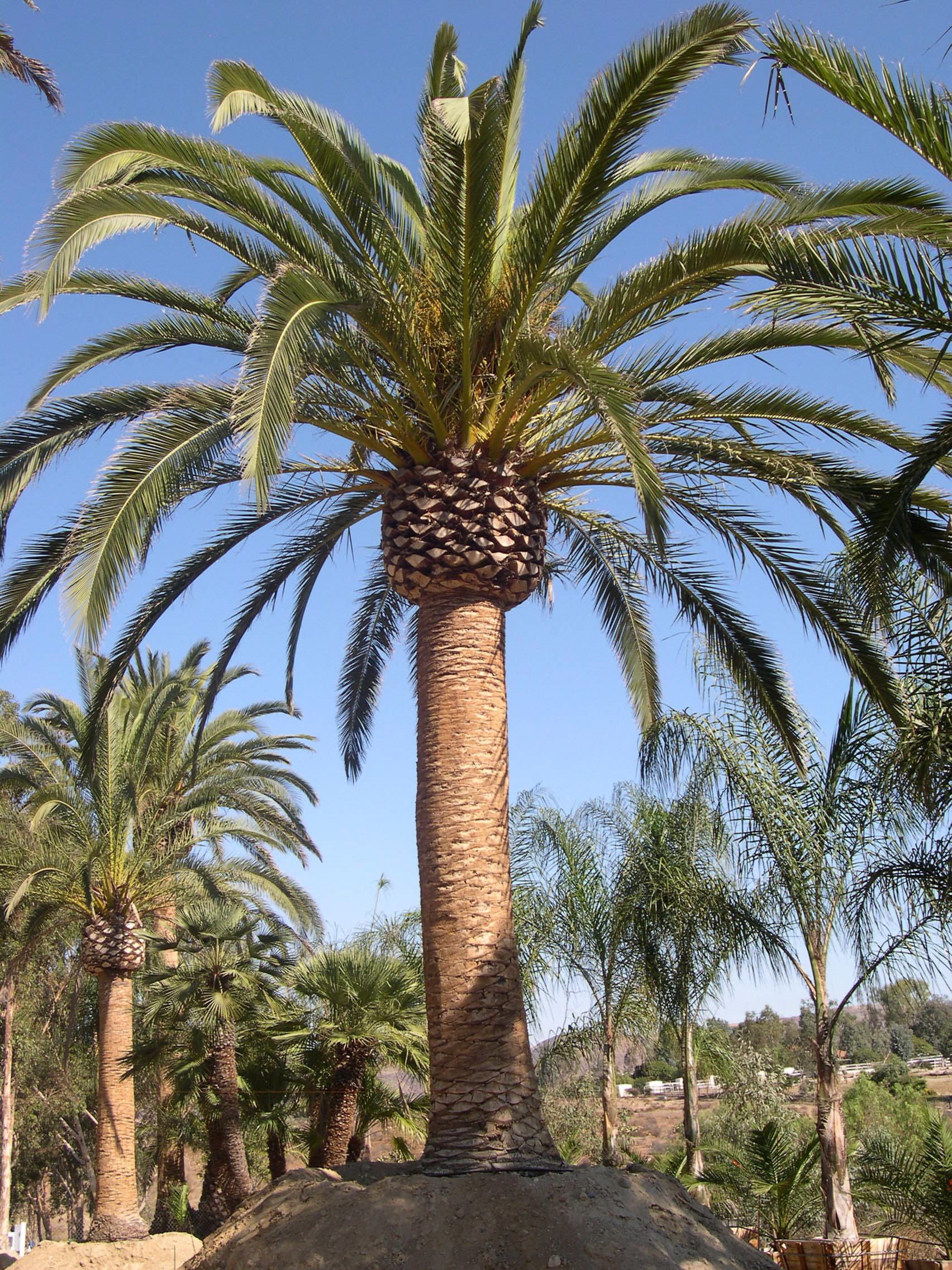 Canary Date Palm