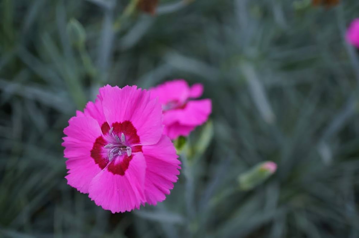 Bumbleberry Pie Dianthus - Vivid Red and Pink Color - Gallon Pot ...