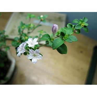 "Easy to Grow Pink Mountain Serissa Tree - Live House Plant, Bonsai ...