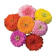 Dianthus Floral Lace Series Flower Seeds - Multi Color Mix - 500 Seeds ...