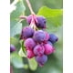 20 SASKATOON SERVICEBERRY aka Western, Pacific, Juneberry, Shadbush ...