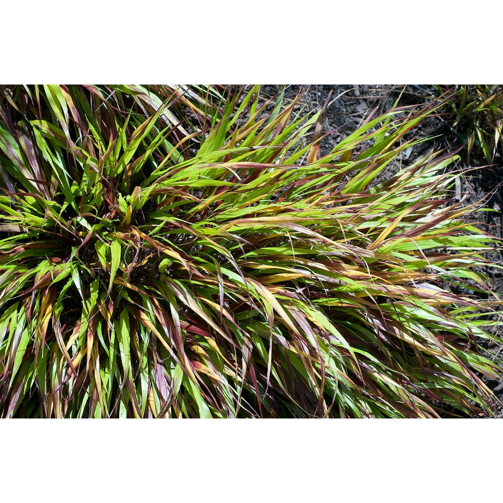 Nicolas Japanese Forest Grass Hakonechloa Shade Lover 25 Pot