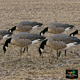 Avian-X AXP Lesser Canada Goose Decoy - Walmart.com