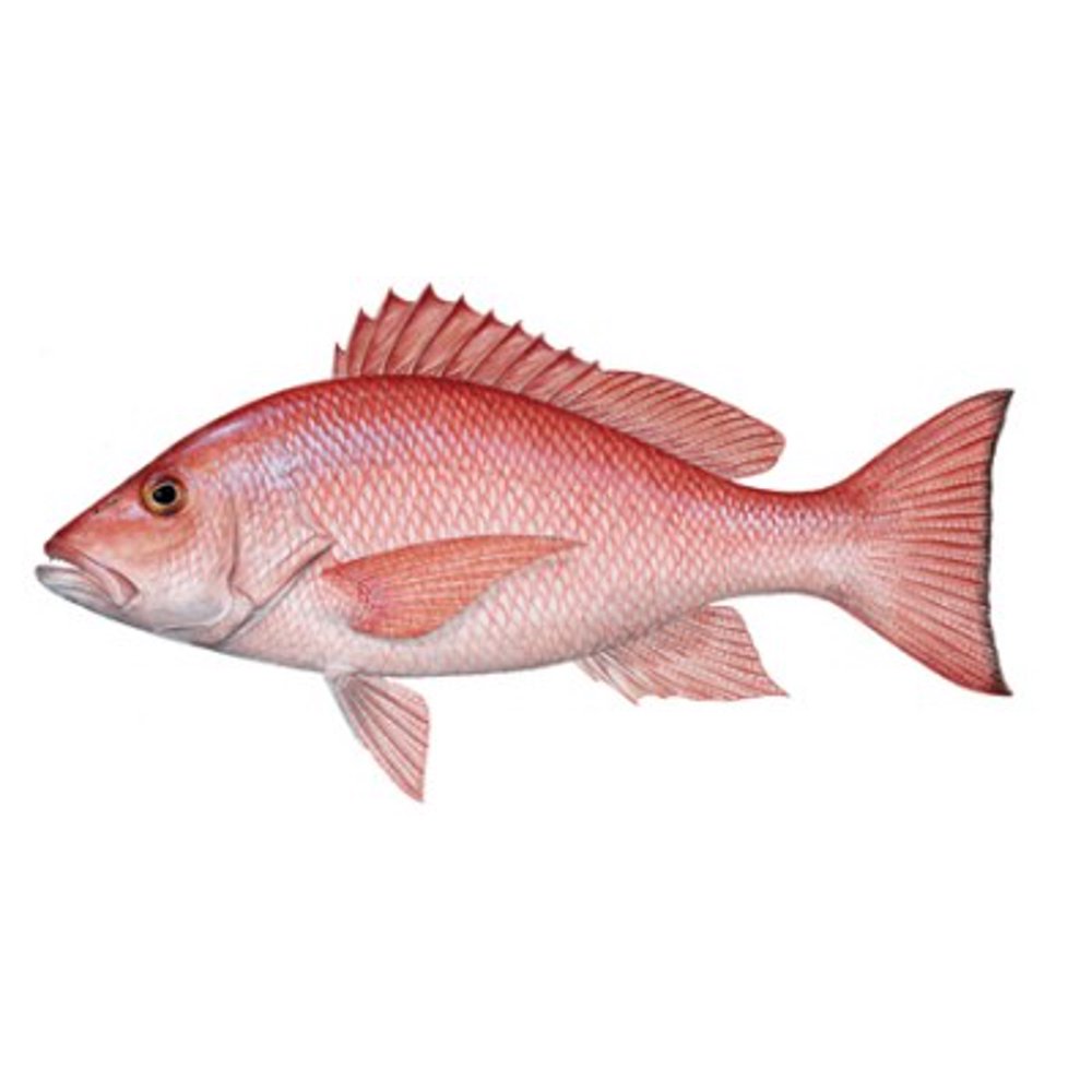Red Snapper Decal - Walmart.com - Walmart.com