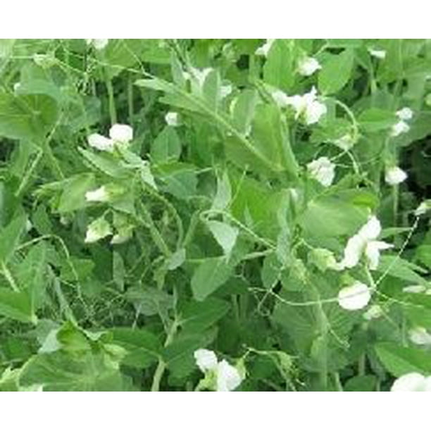Frosty Berseem Clover