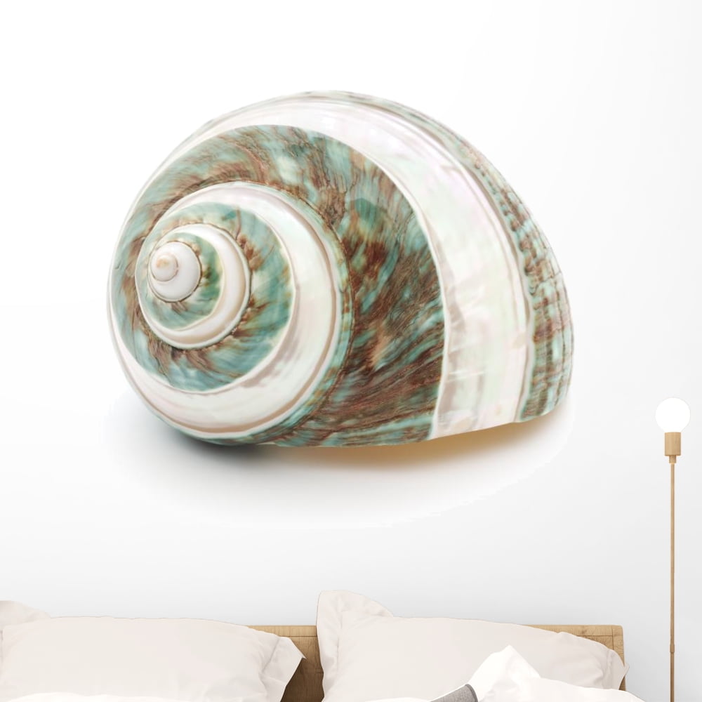 Sea Shell Wall Mural Decal by Wallmonkeys Vinyl Peel and Stick Graphic ...