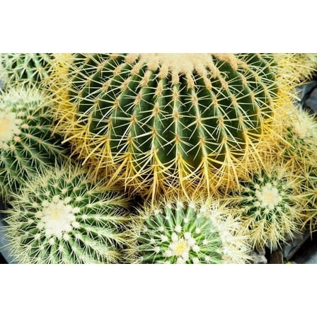 Barrel Cactus Assortment, 4 inch Set of 3, Easter Lily, Lemon Barrel ...
