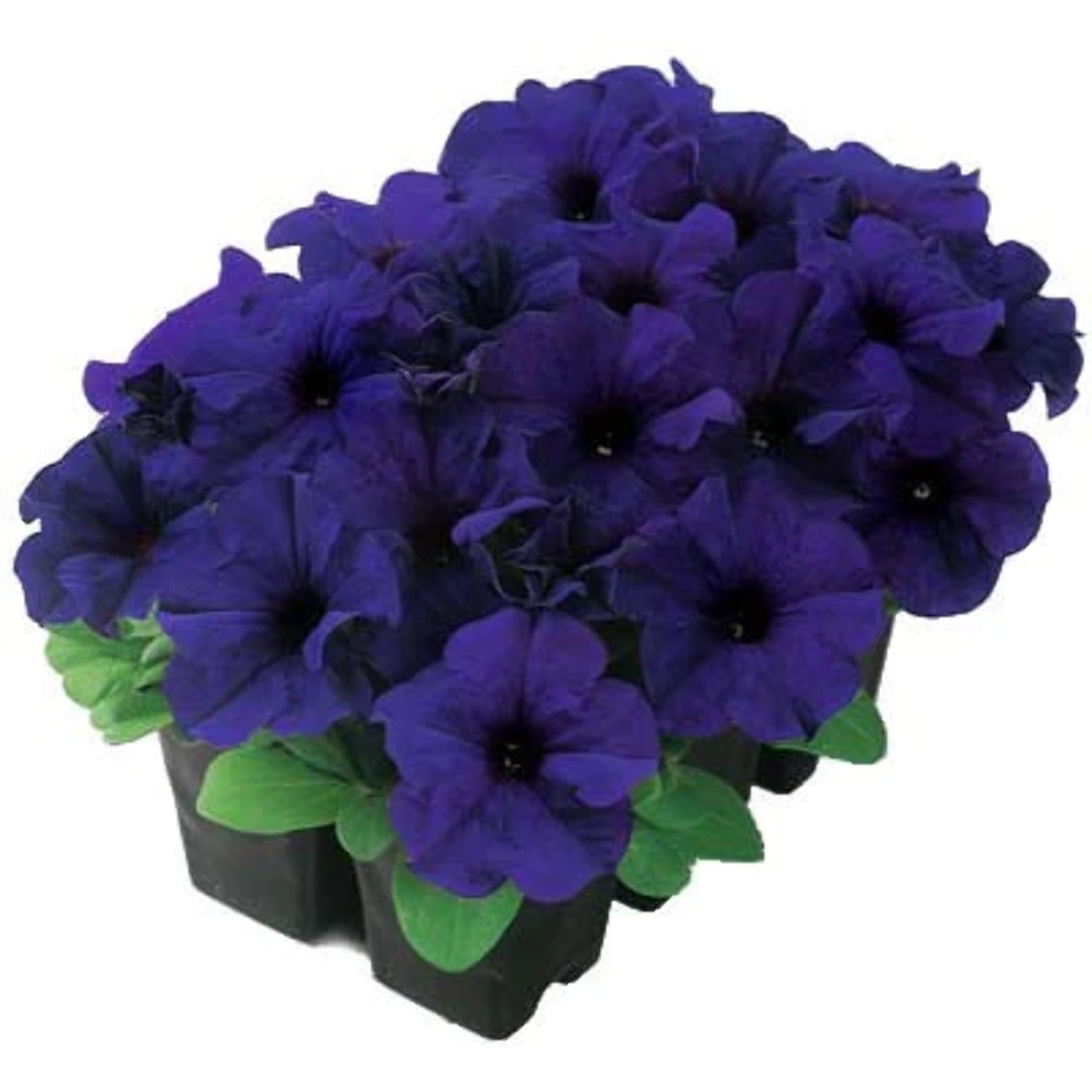 Petunia Dreams Midnight F1 Seed - NON-GMO - 500 Seeds - Walmart.com