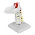 2024 11 Human Cervical Vertebra Arteria Spine Spinal Nerves Anatomical Model Anatomy For