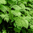 20 Dormant Lady Ferns Bare Roots, Root Systems, Ground Cover Plants ...