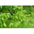 30 Date Plum Tree Seeds for Planting - Diospyros Lotus - Walmart.com