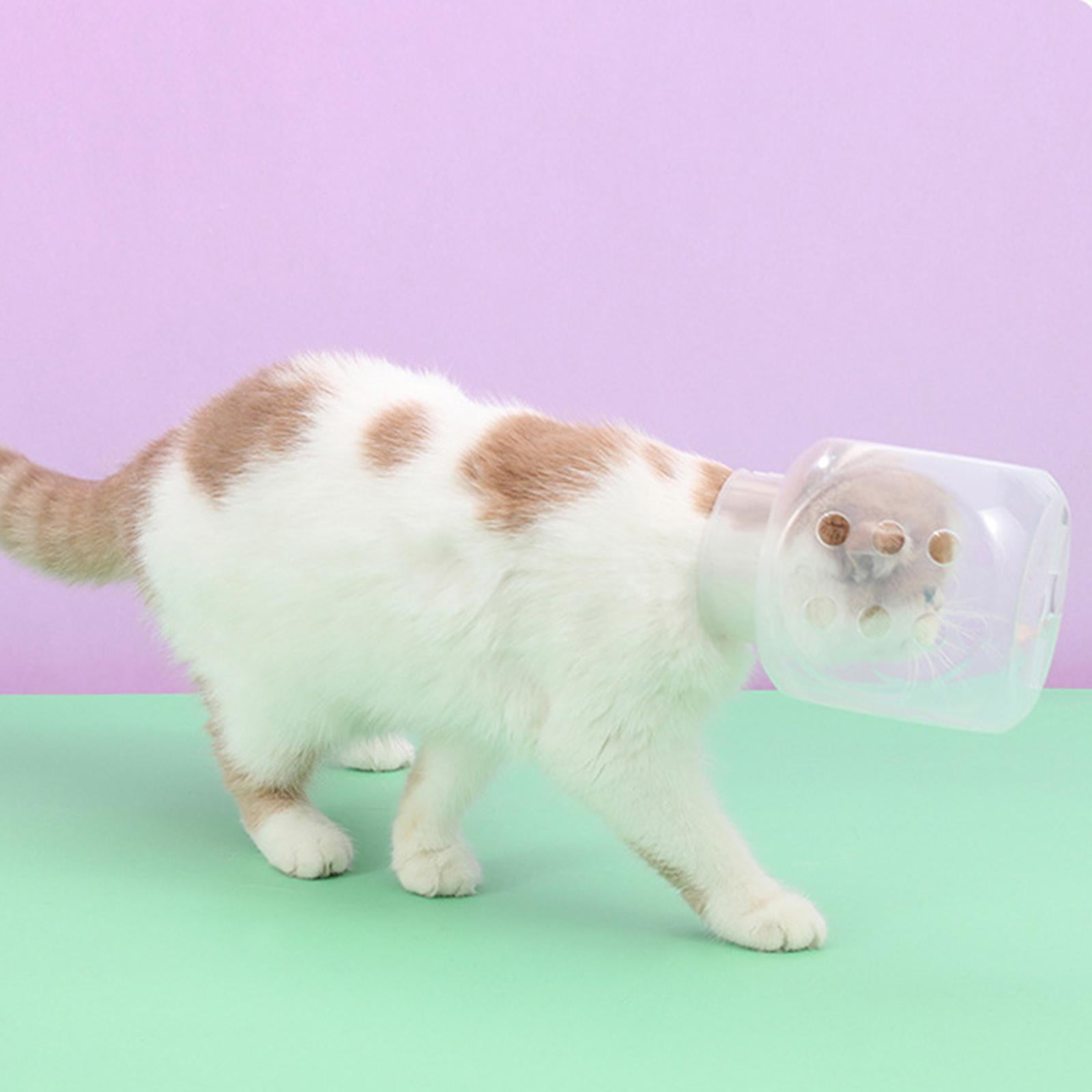 Transparent Cat Head