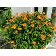 10 Orange Marmalade Crossandra Infundibuliformis Firecracker Flower ...