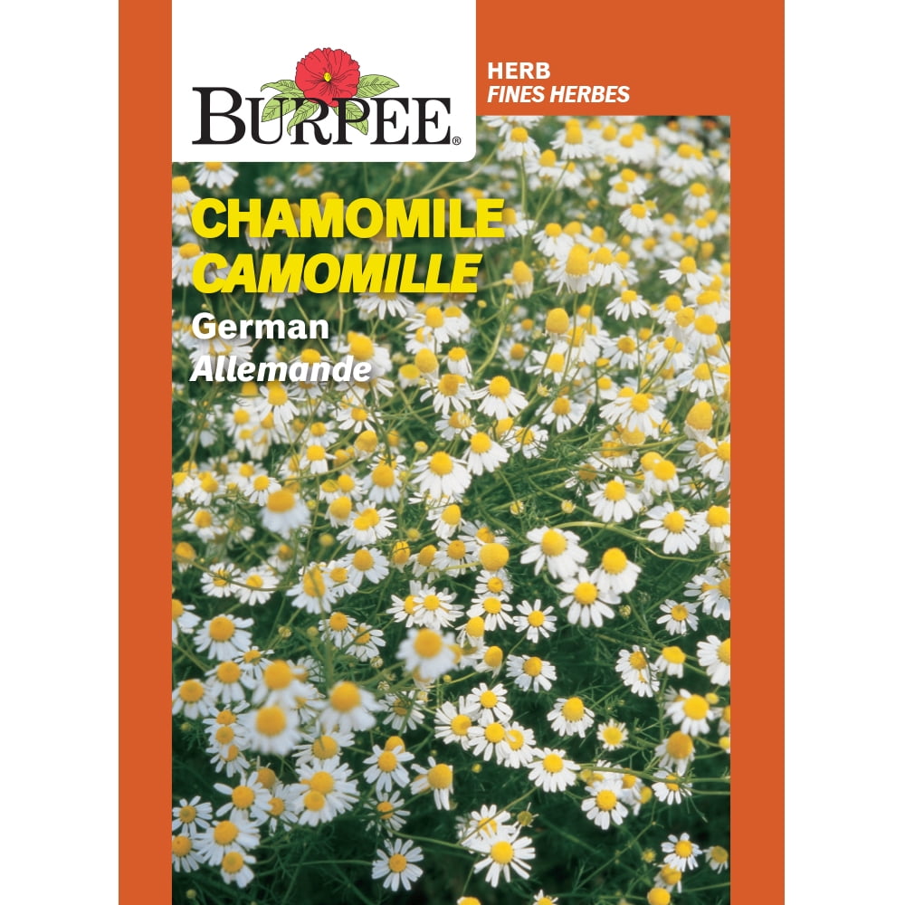 Click here for Burpee Canada Burpee German Chamomile prices