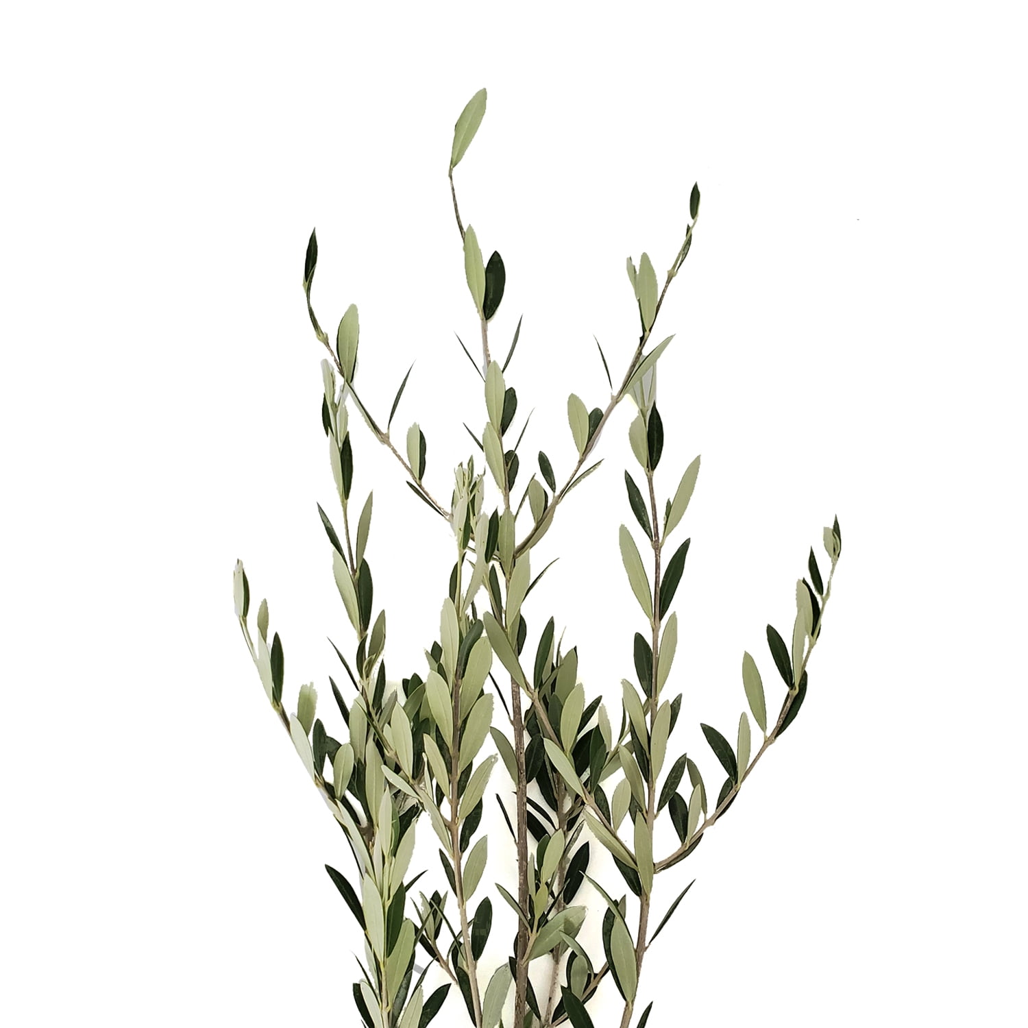 Bloomingmore Everyday Greenery Olive Branch - Fresh Cut - 150 Stems ...