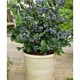 "Top Hat Dwarf Blueberry Plant - Live Garden Bonsai/Patio/Outdoors - 2. ...