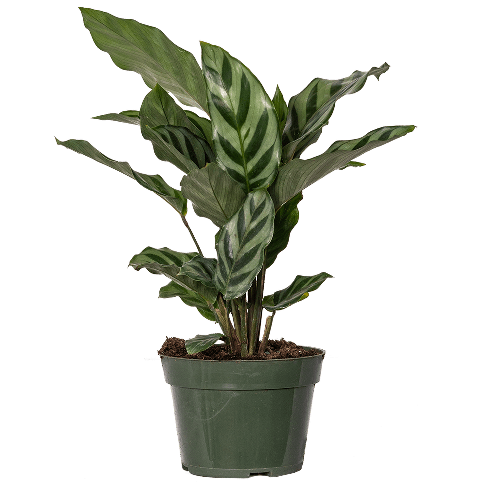 Click here for Plantsome Calathea Freddie (S) Live Plants In 4 Gr... prices
