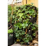 Smart Pot Milk Crate Liner 12x18x12: Portable Urban Container Planter ...