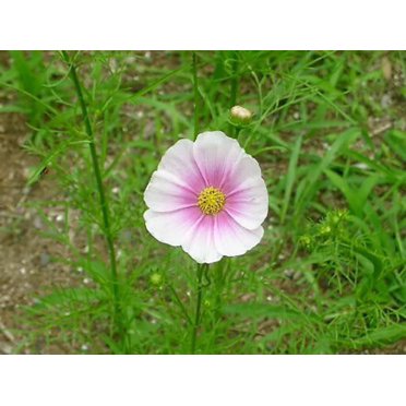 200 COSMOS SEASHELLS Cosmos Bipinnatus Sea Shells Flower Seeds ...