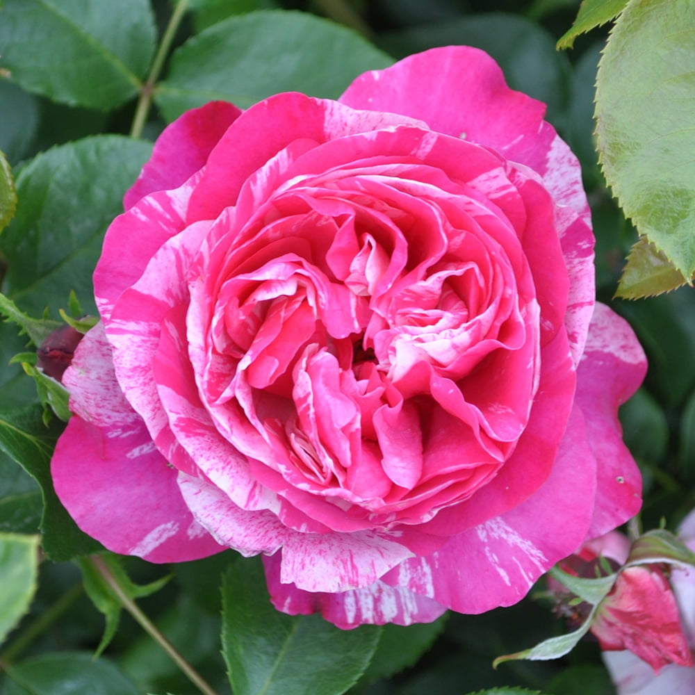 Heirloom Roses Rose Bush - Raspberry Cream Twirl™ Climbing Roses , Live ...