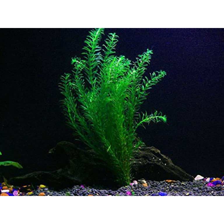 Freshwater Aquarium Plants Species