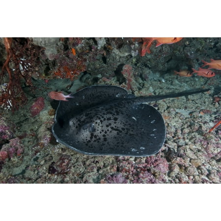 Black and grey spotted marble sand ray, Ari and Male Atoll, Maldives ...
