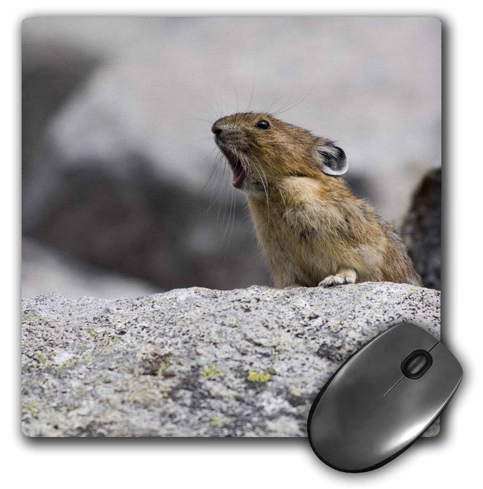 3dRose WA, Mount Rainier NP, American Pika wildlife - US48 JWI2089 ...