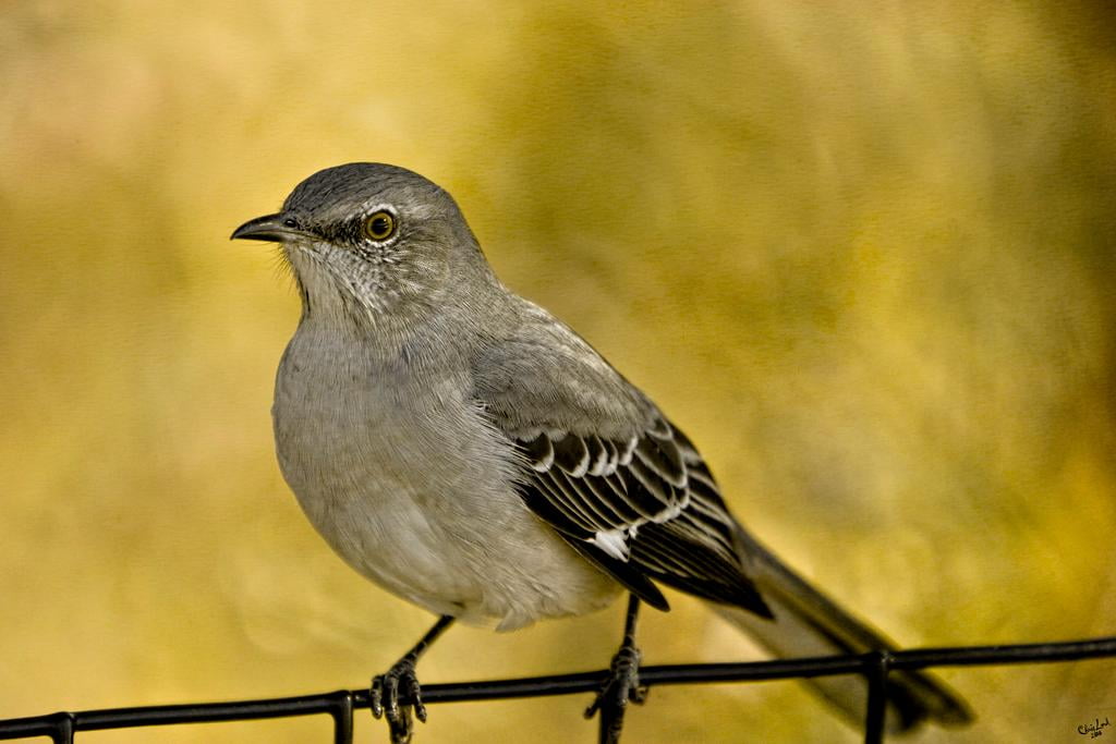 Northern Mockingbird by Chris Lord Photo Photograph Bird Pictures Wall ...