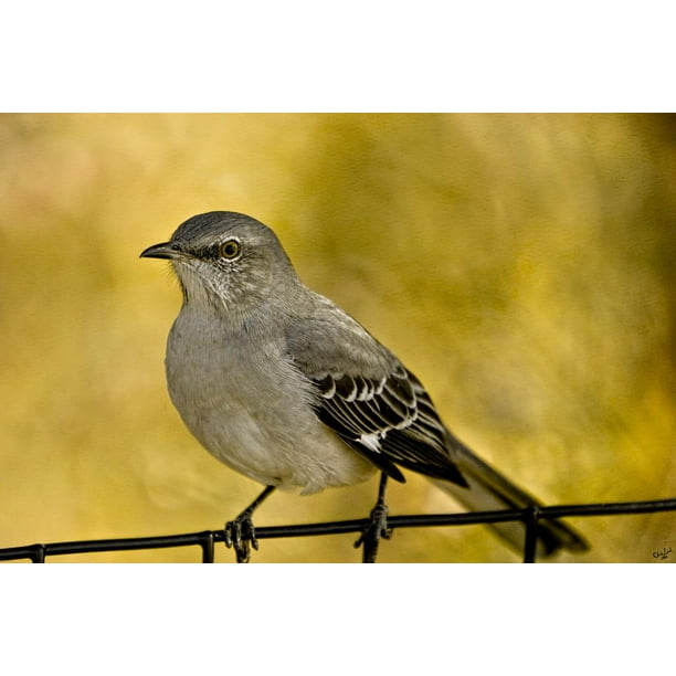 Northern Mockingbird by Chris Lord Photo Photograph Bird Pictures Wall ...