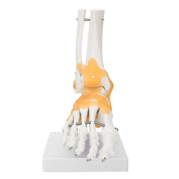 Foot Skeleton Model,Adult Human Skeleton Ligament Life Size Foot Model ...