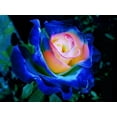PEMDASGARDEN, 30 Rare Rose Seeds, English Blue and Yellow Roses, BUY 4 ...