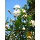 20 TRUE MYRTLE Myrtus Communis aka Common & Sweet Myrtle Fragrant White ...
