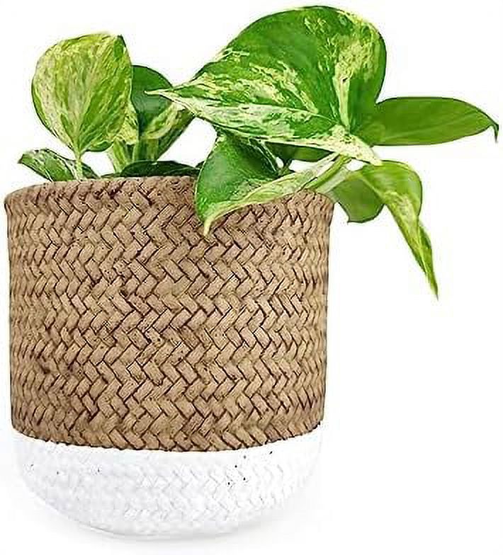 Cement Planters, 6 inch White & Nature Reed Round Cement Planter ...