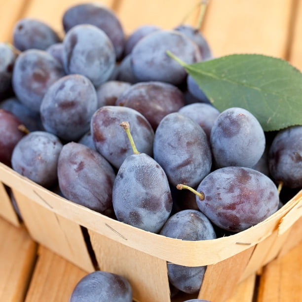 Blue Damson Plum Standard Dormant Bare Root Starter Fruit Tree (1-Pack ...