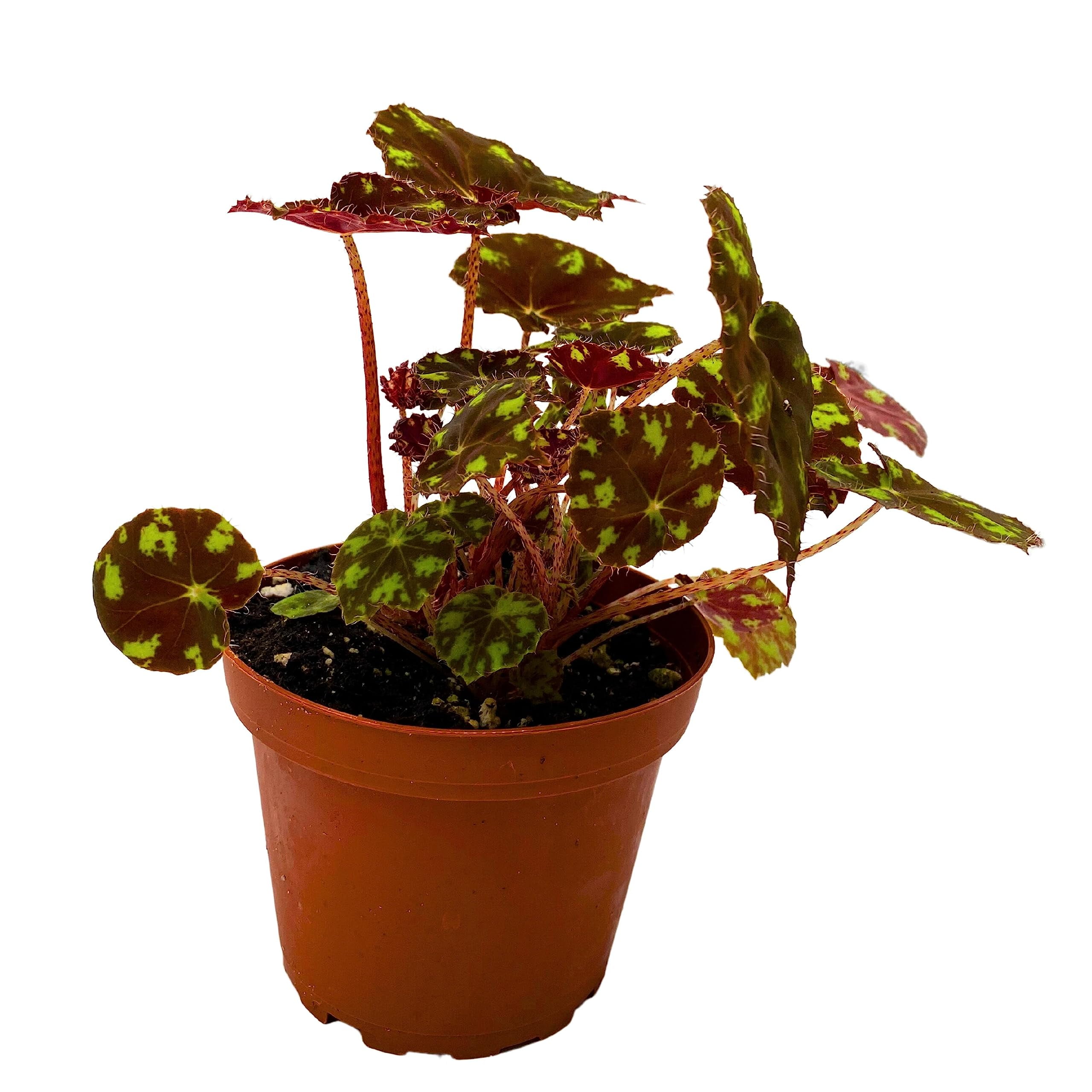 BubbleBlooms Harmony's KitKat Begonia, Begonia Rhizomatous Hybrid ...