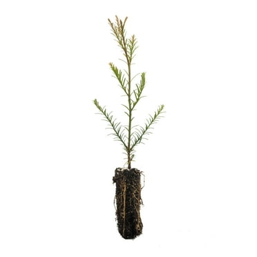Incense Cedar | Medium Tree Seedling | The Jonsteen Company - Walmart.com
