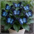 Midnight Blue Hostas for Planting-(Non-Artificial)-Easy to Grow & Quick ...