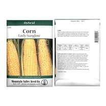 Serendipity Hybrid Triplesweet Corn Garden Seeds - 1 Lb - Non-GMO ...