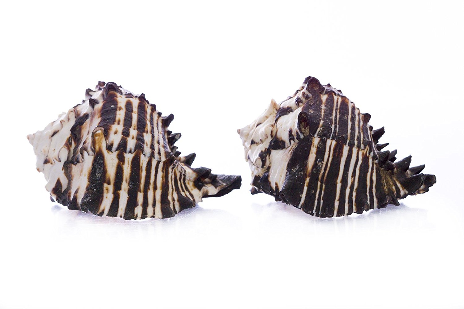 Black Murex | 3-4" Collector Shells | 2 piece Set - Walmart.com