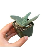 SUCCULENTS BOX Crassula Falcata Propeller Succulent Plant, 2 inch, Blue ...