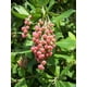 10 PACIFIC MADRONE TREE Bearberry Red Arbutus Menziesii Oregon Laurel ...