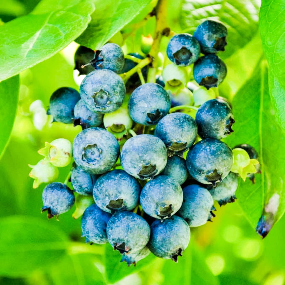 Jersey Blueberry Dormant Bare Root Fruit Bearing Plant (1-Pack ...
