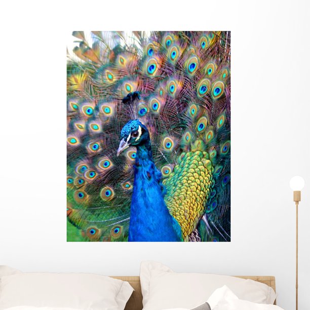 Beautiful Colourful Preening Peacock Wall Mural by Wallmonkeys Peel and ...