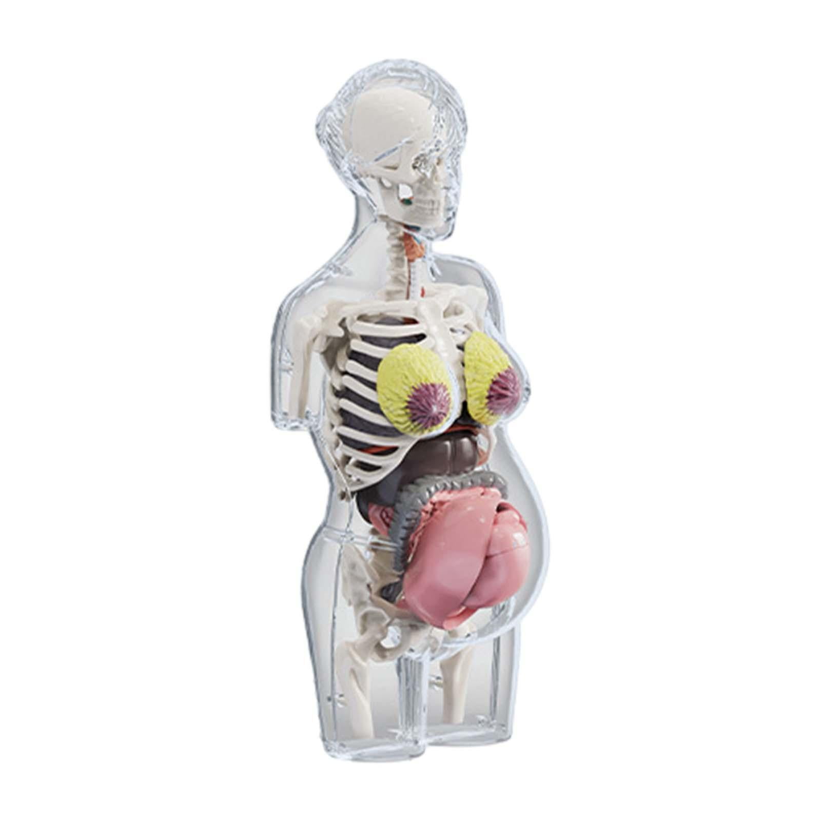 Click here for Hilabee Human Body Anatomy Model Anatomical Assemb... prices