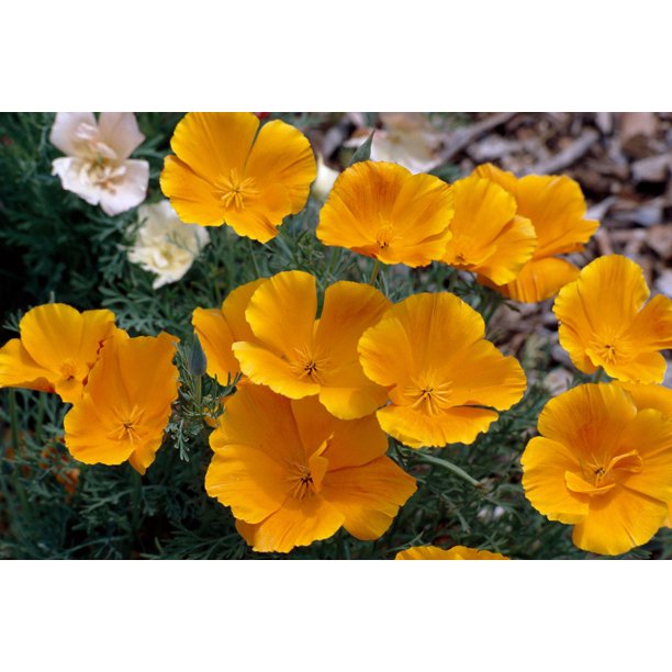 Flower Corn