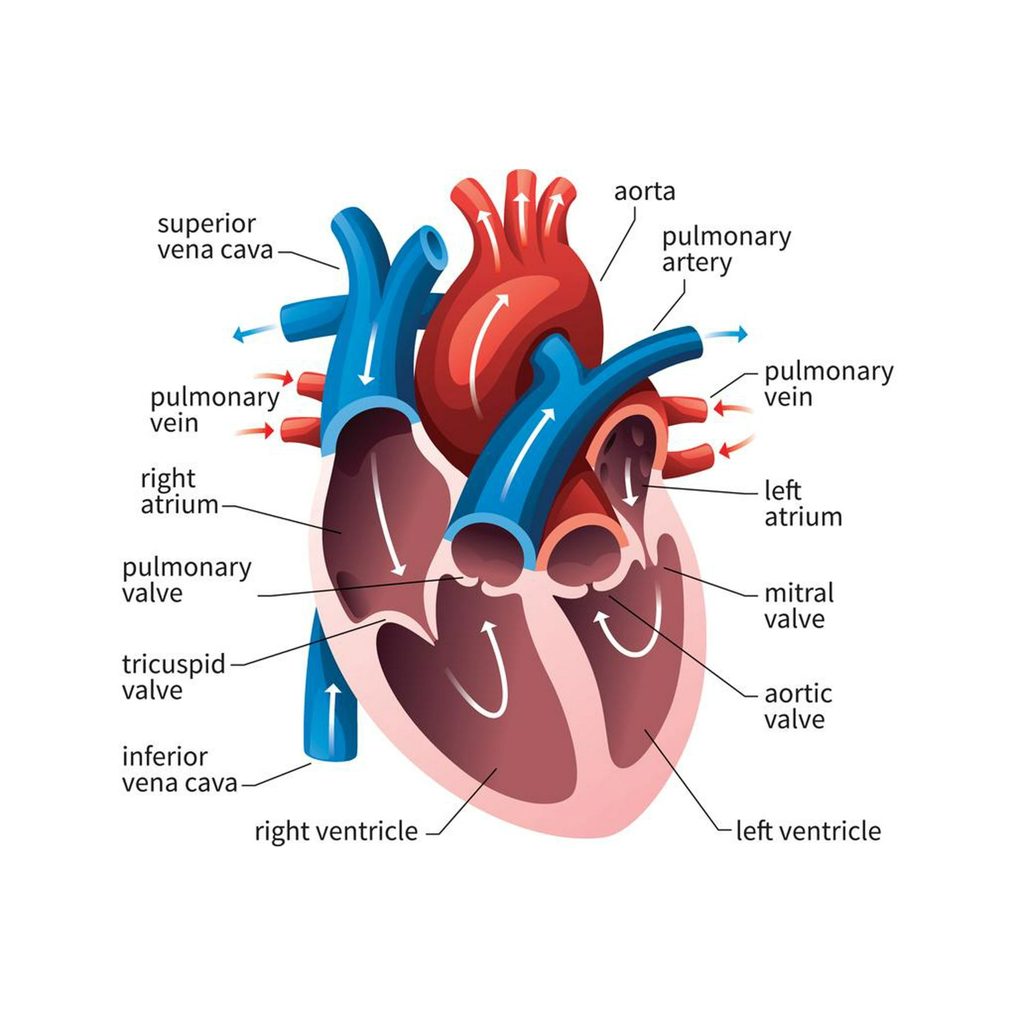 Human Arteries Diagram