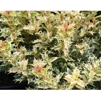 Fragrant Princess Dwarf Tea Olive ( 'Kaori Hime' osmanthus ) - Live ...
