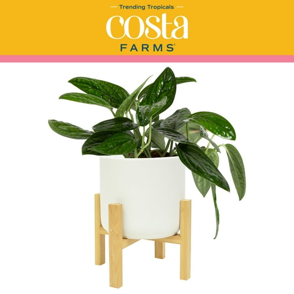 Costa Farms