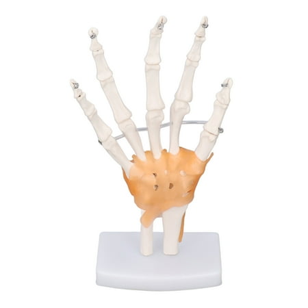 Life Size Hand Model,Hand Skeleton Model Life Hand Bone Model Anatomy ...